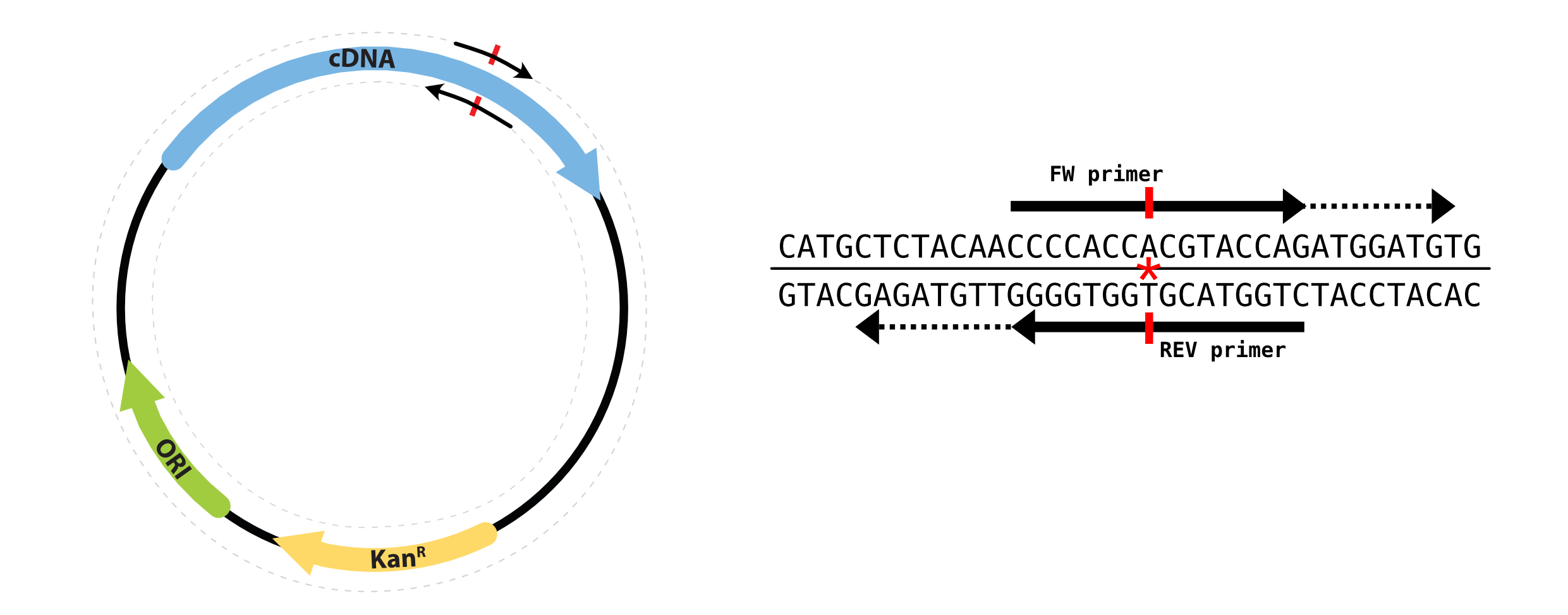 Geneart Site Directed Mutagenesis Primer Design Design Talk